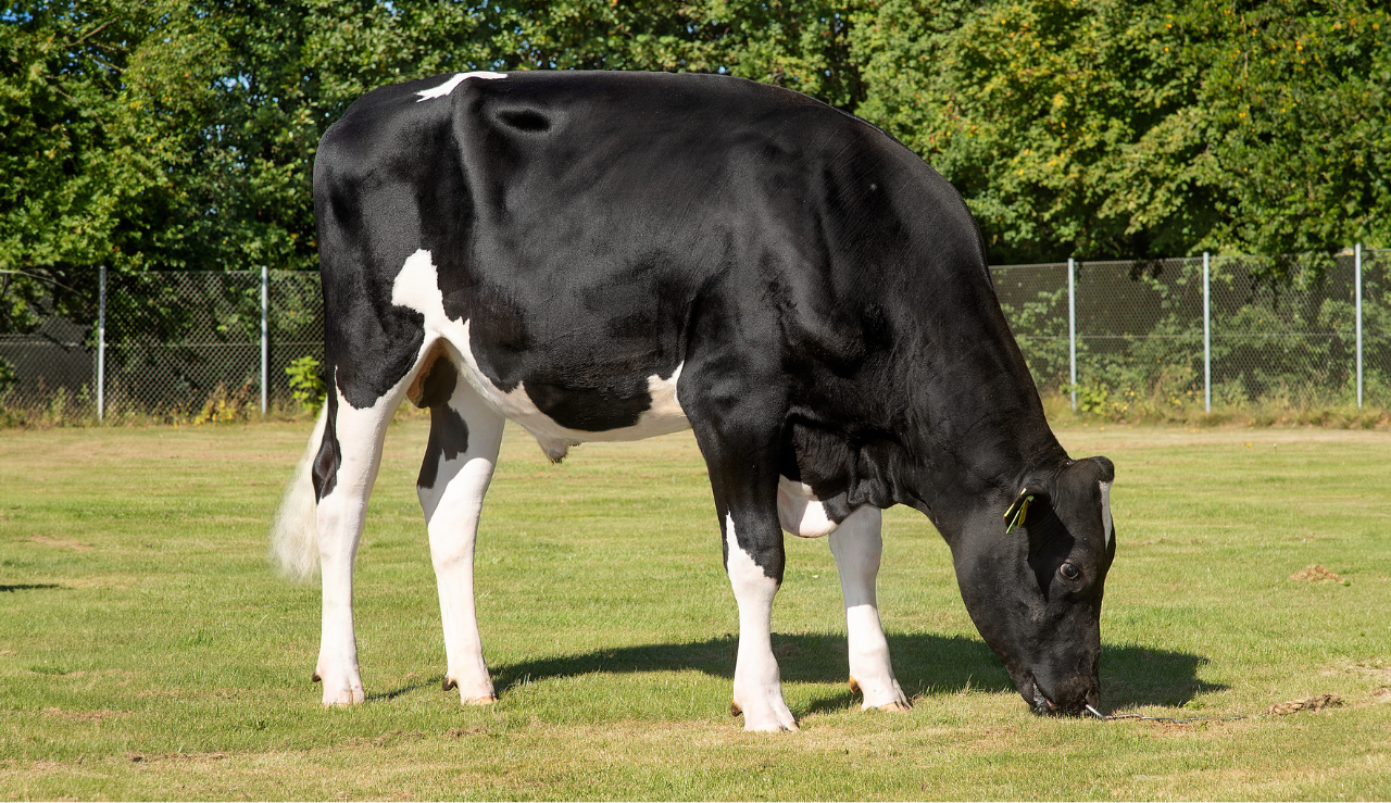 VikingGenetics - VikingDanmark